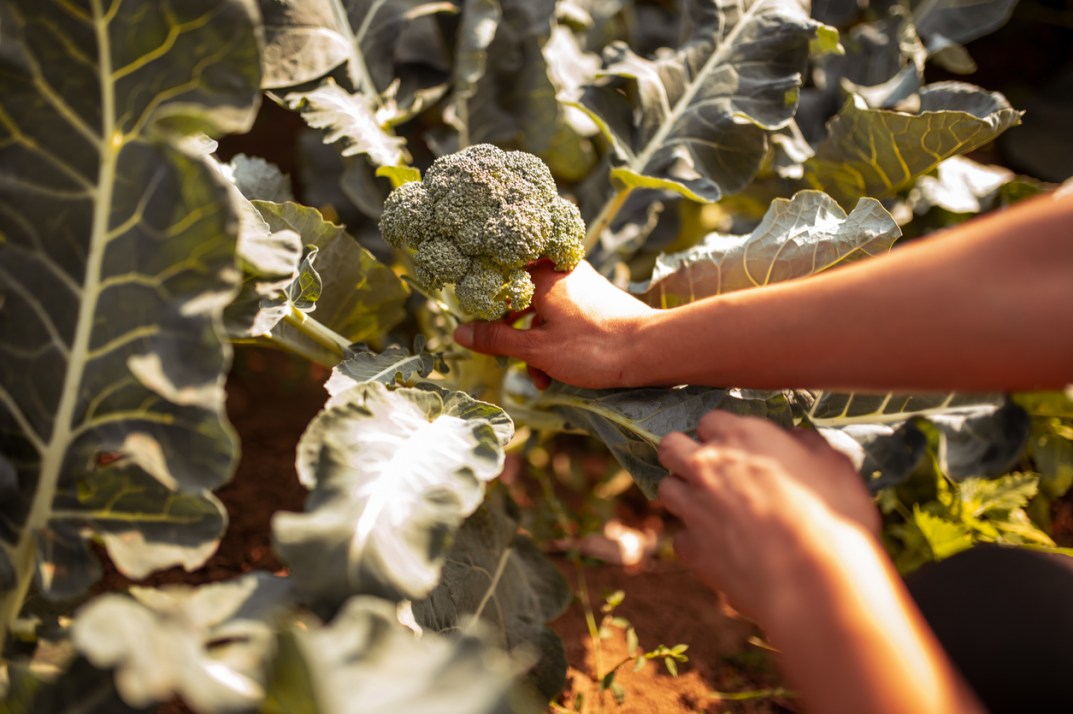 How to Grow Broccoli in a Home Garden - Bob VIla