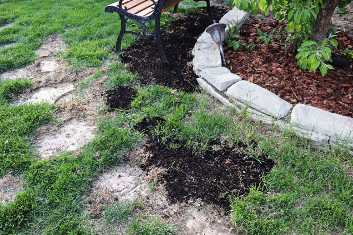 Is Dog Pee Killing Grass in Your Yard? Here’s How to Fix It