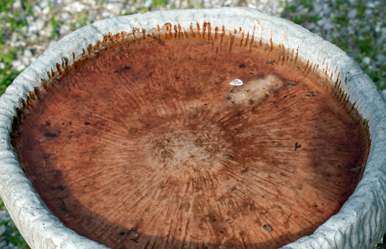 How to Clean a Bird Bath the Right Way - Bob Vila