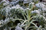 Protecting Your Vegetables from Frost