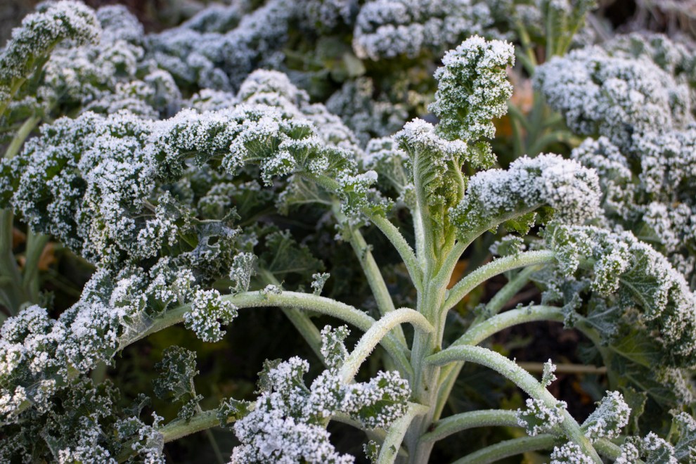 Protecting Your Vegetables from Frost