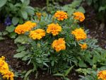 How to Grow Marigolds - Bob Vila