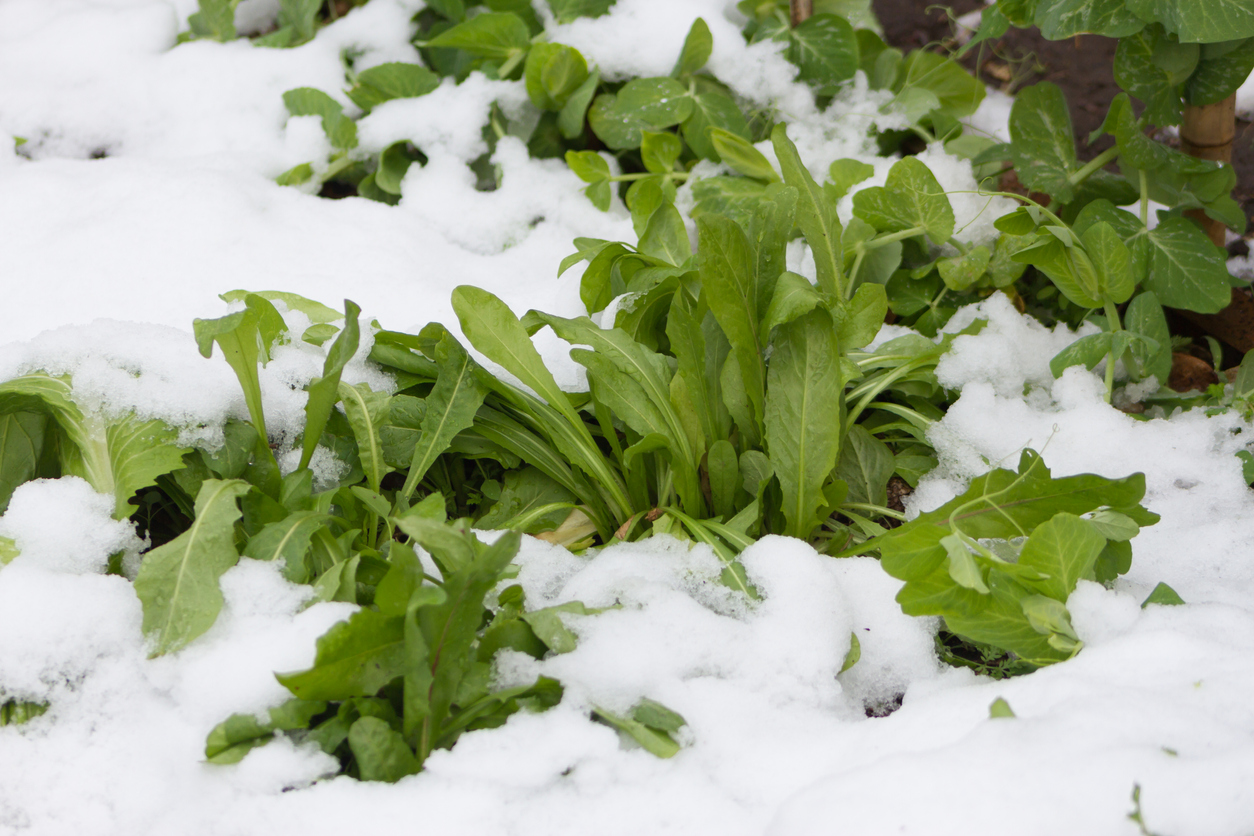 Protecting Your Vegetables from Frost