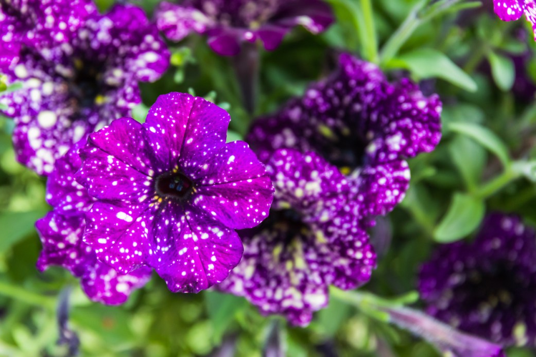 Petunia Care: How to Grow Petunias Outdoors - Bob Vila