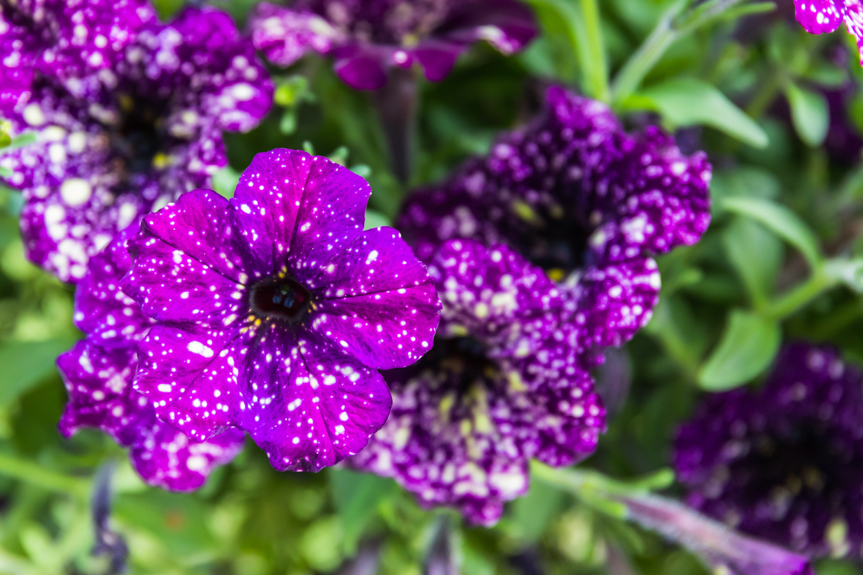 Petunia Care: How to Grow Petunias Outdoors - Bob Vila