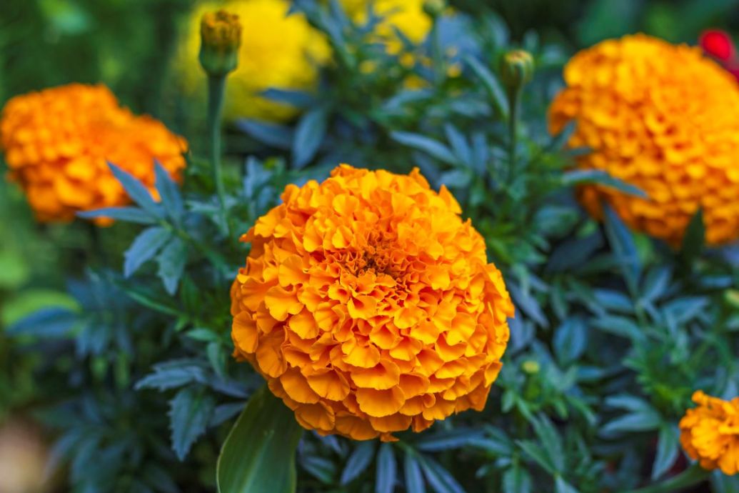 How to Grow Marigolds - Bob Vila