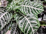 Zebra Plant Care 101 - Bob Vila