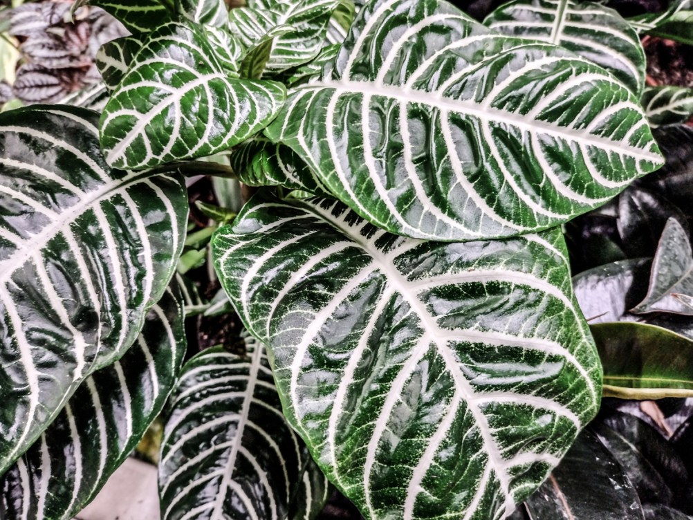 Zebra Plant Care 101 - Bob Vila