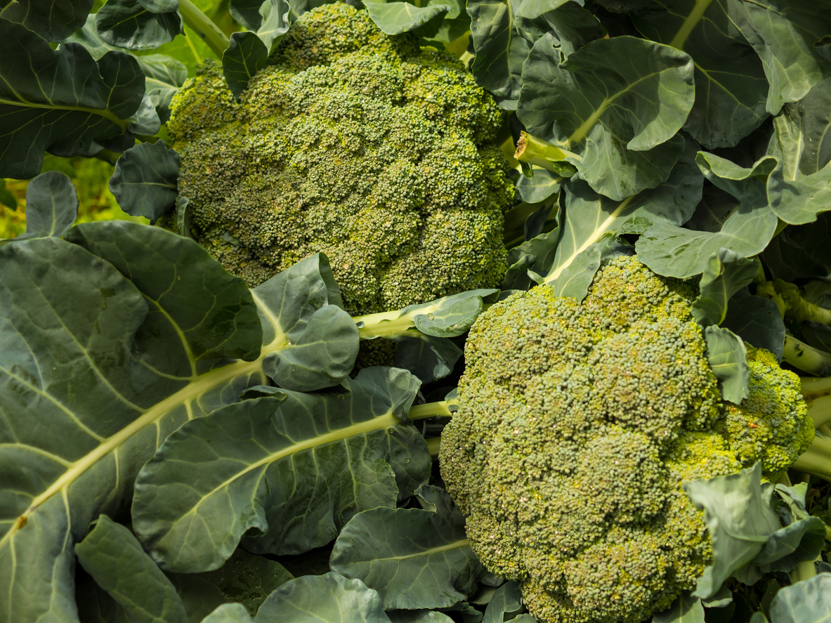 How to Grow Broccoli in a Home Garden - Bob VIla