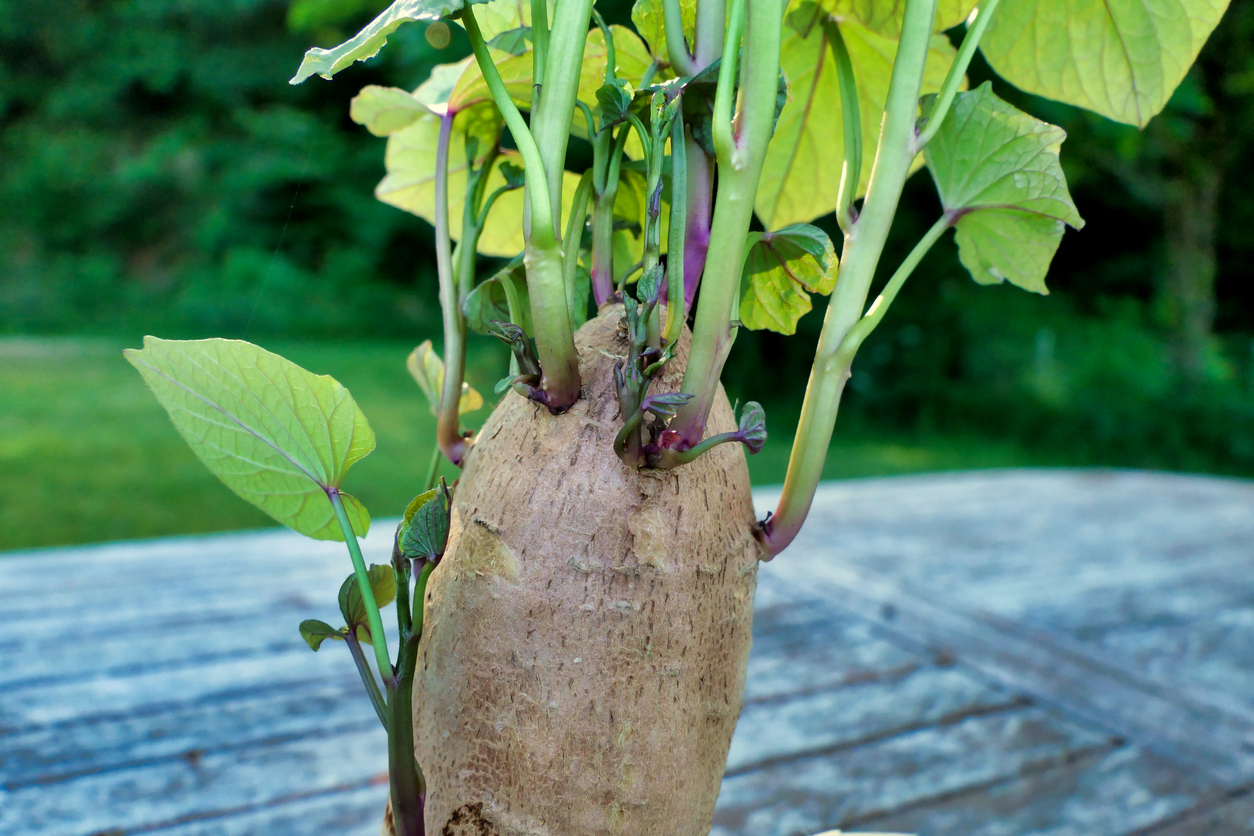 How to Grow Sweet Potatoes at Home - Bob Vila