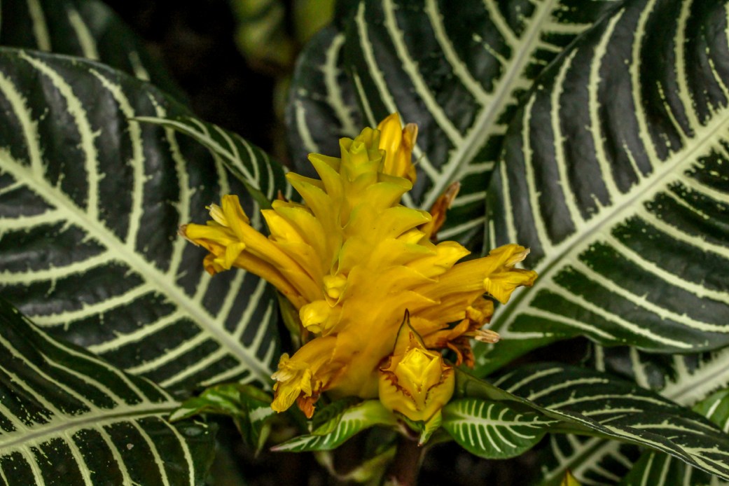 Zebra Plant Care 101 - Bob Vila