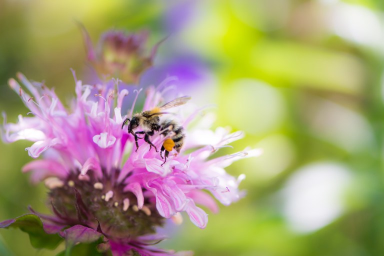 Bee Balm Care: How to Grow Bee Balm Outdoors - Bob VIla