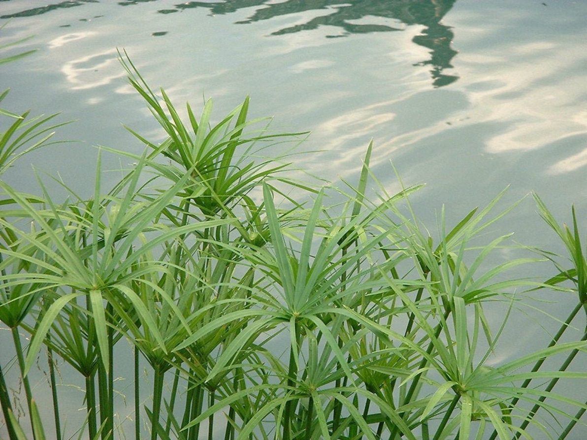 10 Pond Plants You Can Buy at Your Local Nursery - Bob Vila