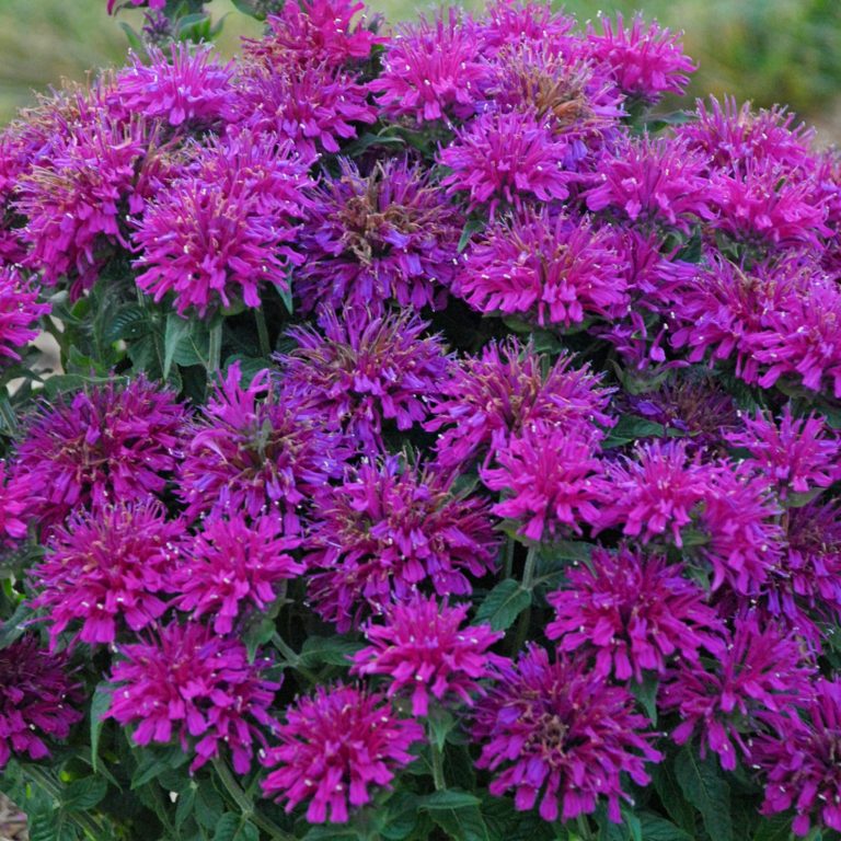 Bee Balm Care: How to Grow Bee Balm Outdoors - Bob VIla