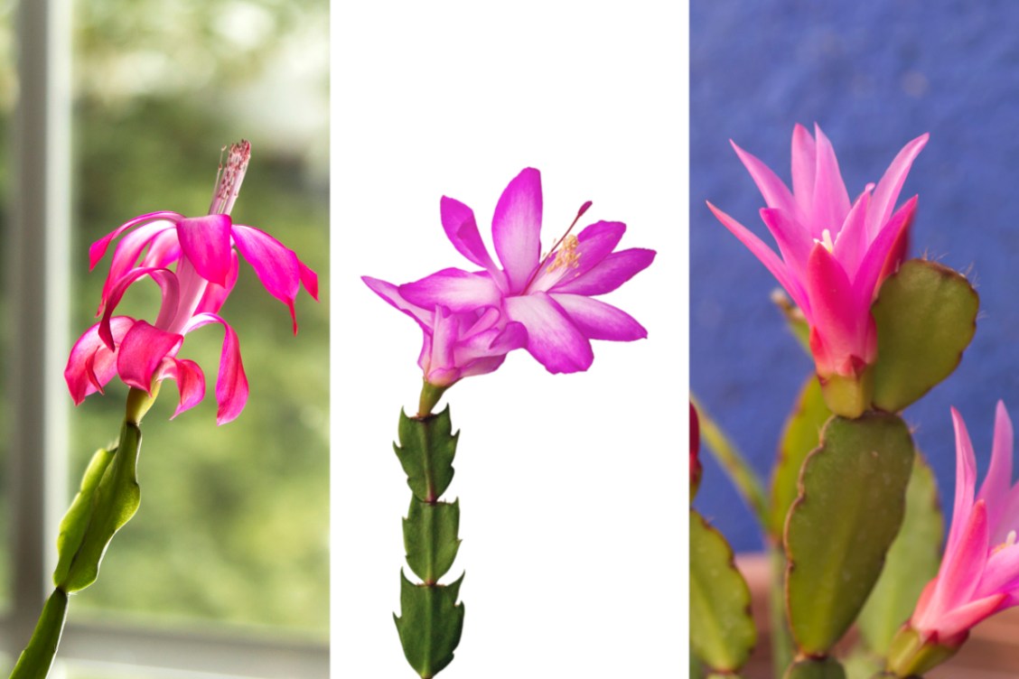 Christmas Cactus vs. Thanksgiving Cactus vs. Easter Cactus - Bob Vila