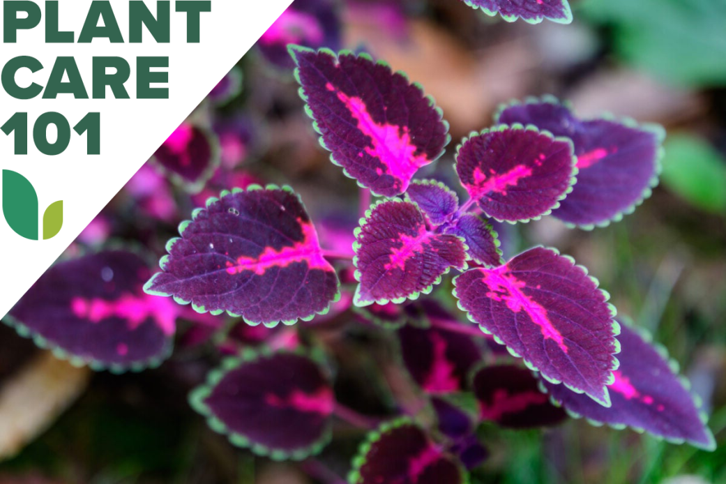 How to Grow Coleus for One-of-a-Kind Foliage - Bob Vila