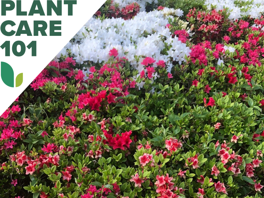 Azalea Care: How to Grow Azaleas in Your Home Garden - Bob Vila