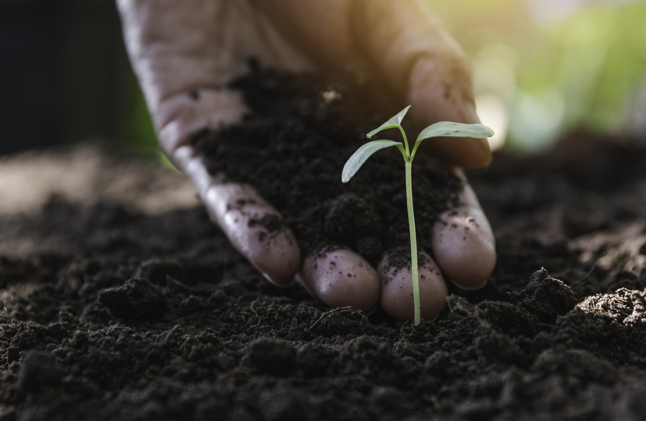 9 Reasons Why Fall Is for Planting