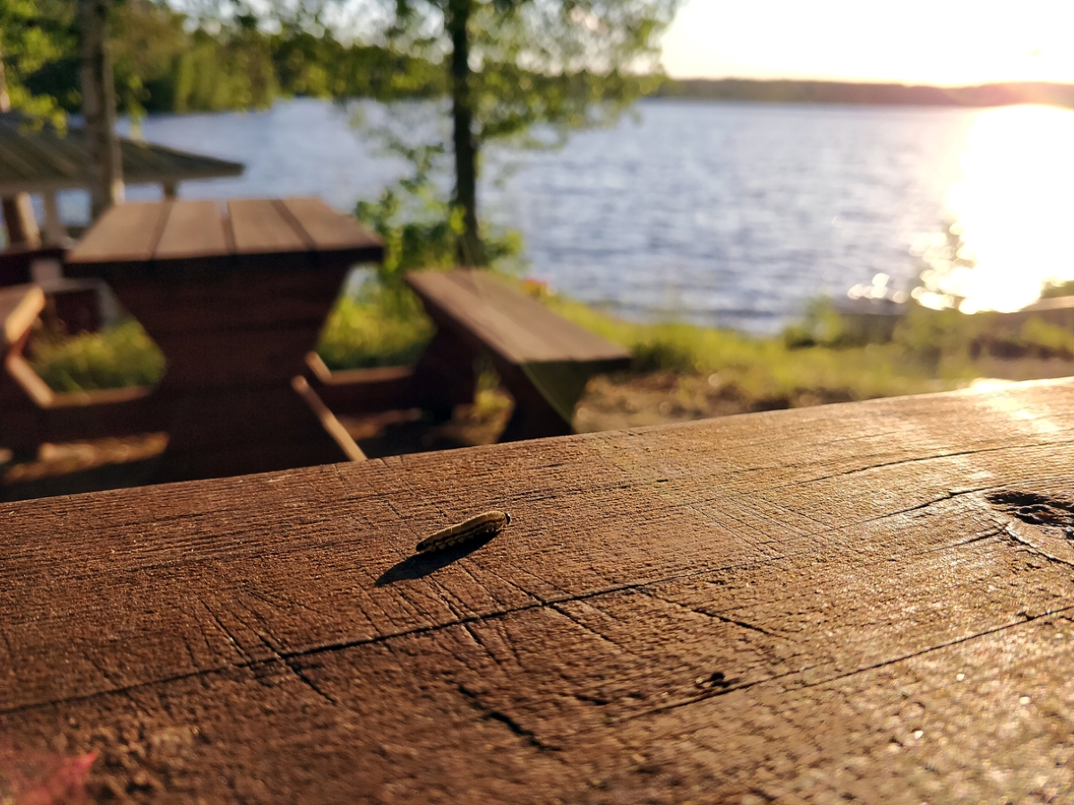 How to Get Rid of Woodworm to Protect Outdoor Furniture - Bob Vila