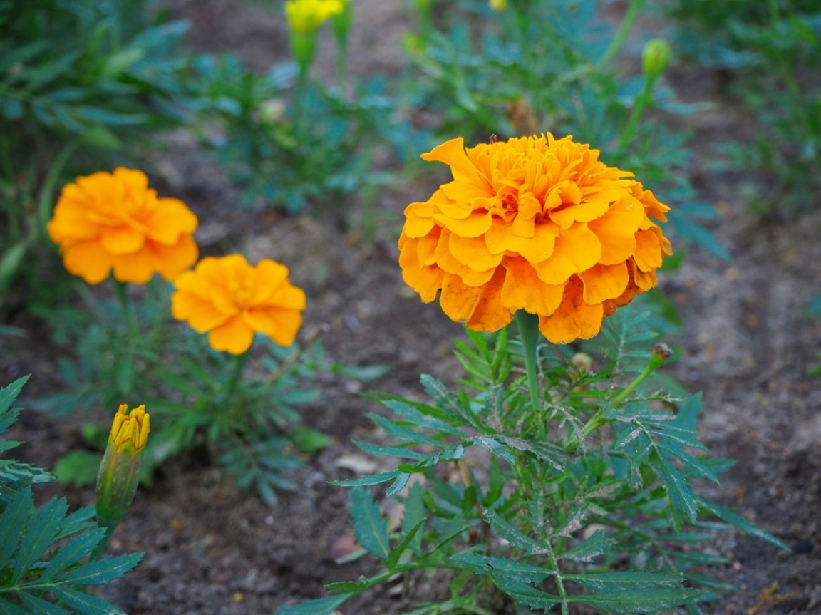 12 Snake-Repellent Plants That Can Pest-Proof Your Garden - Bob Vila
