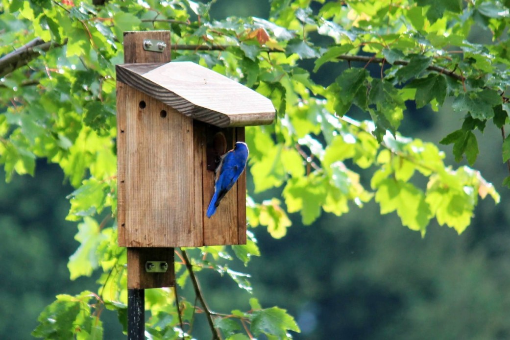 How to Attract Bluebirds to Your Yard: 12 Tips That Work - Bob Vila