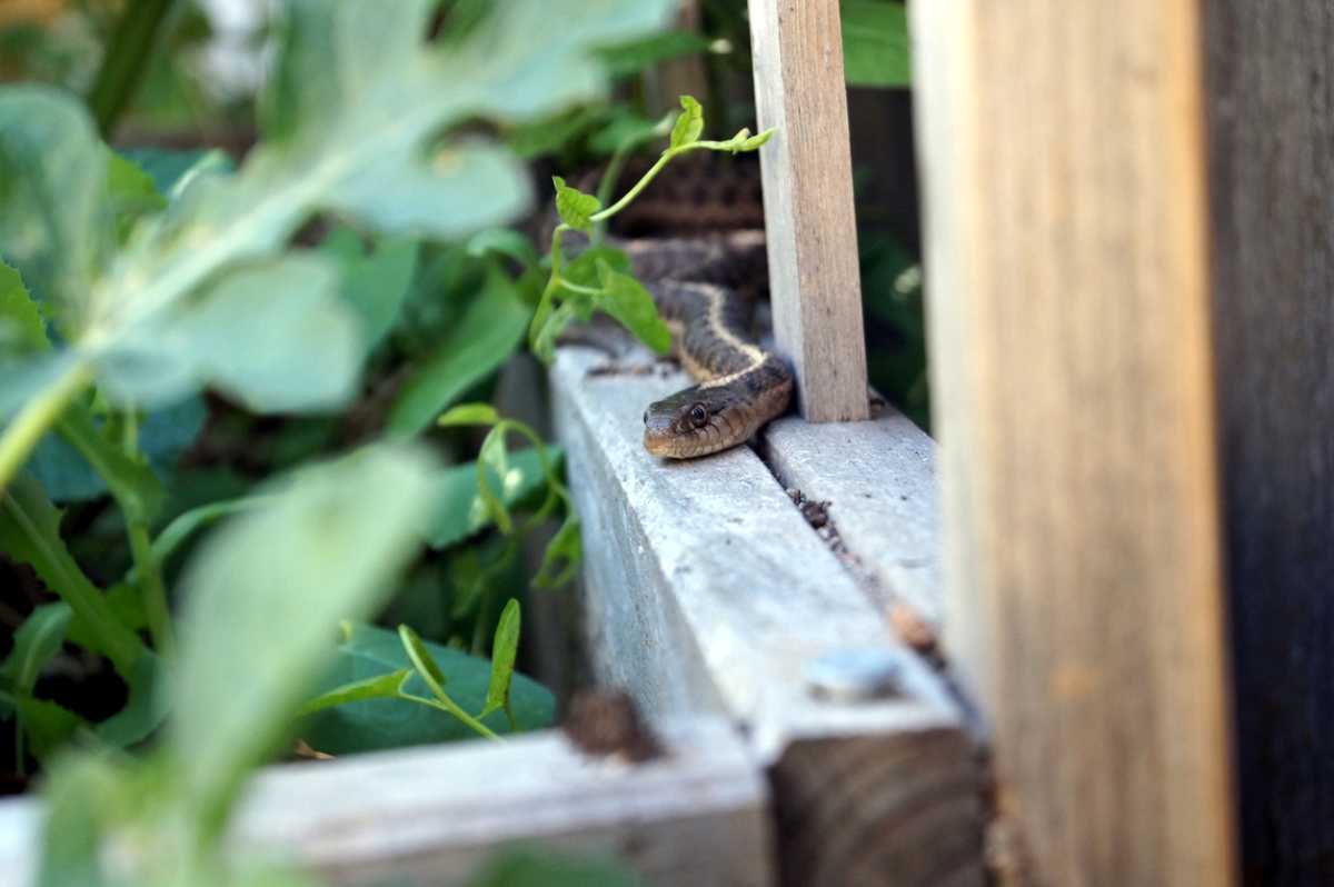 12 Snake-Repellent Plants That Can Pest-Proof Your Garden - Bob Vila