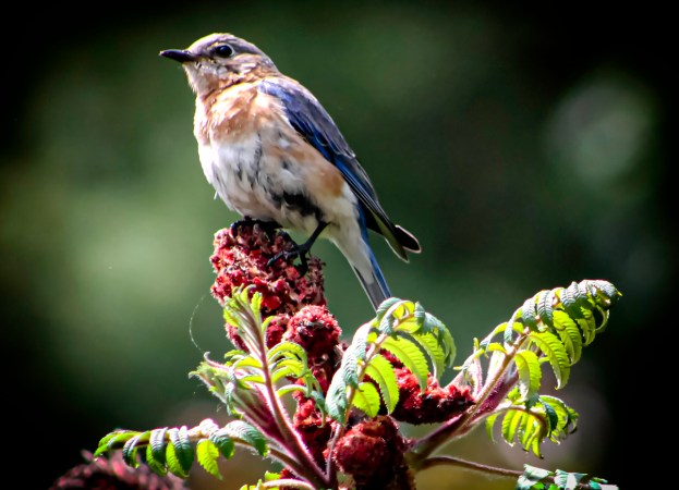How to Attract Bluebirds to Your Yard: 12 Tips That Work - Bob Vila