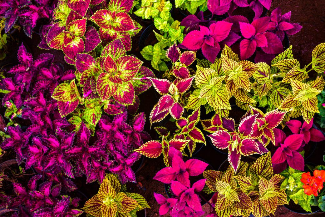 How to Grow Coleus for One-of-a-Kind Foliage - Bob Vila