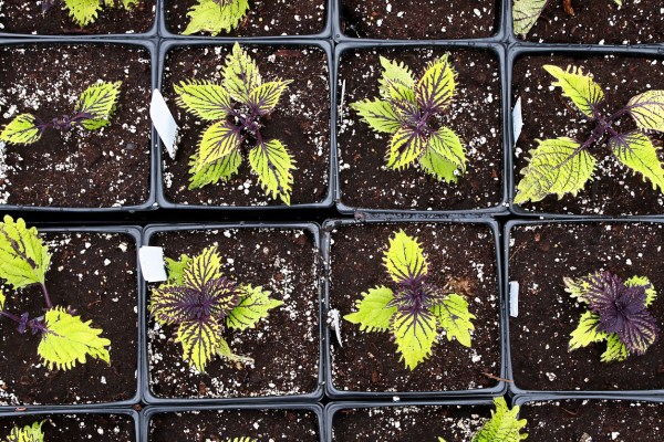 How to Grow Coleus for One-of-a-Kind Foliage - Bob Vila