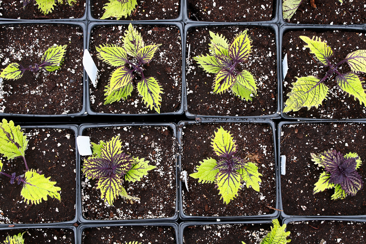 How to Grow Coleus for One-of-a-Kind Foliage - Bob Vila