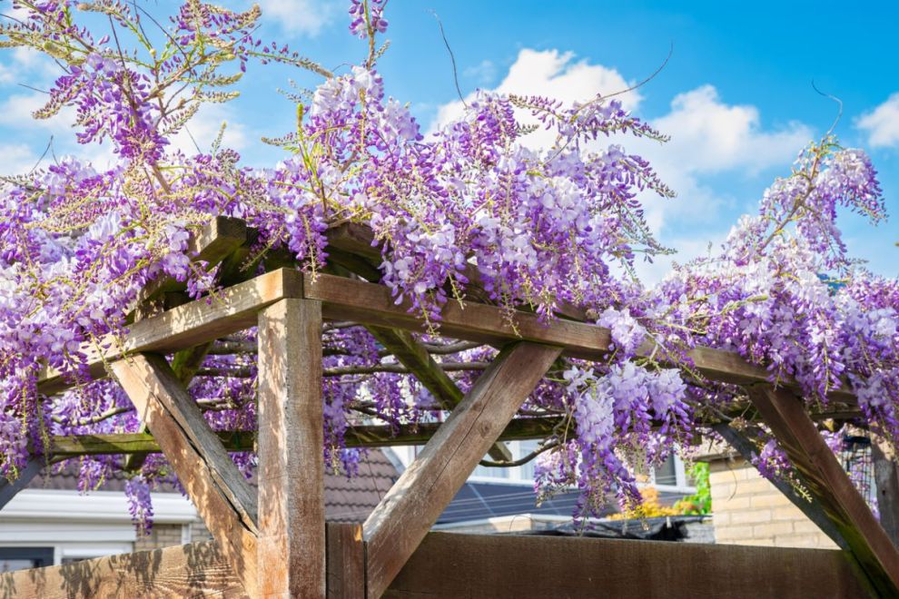 How to Grow Wisteria - Bob Vila