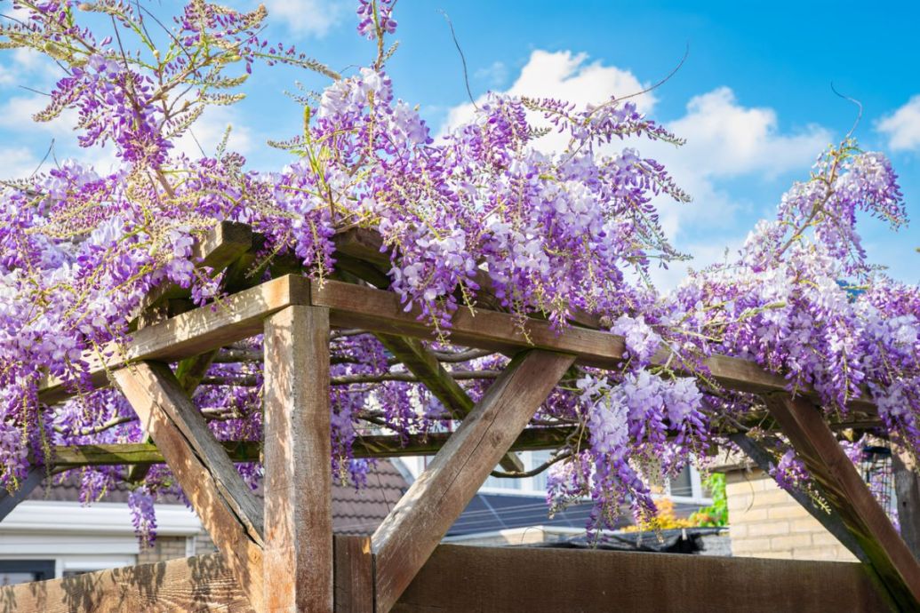 How to Grow Wisteria - Bob Vila