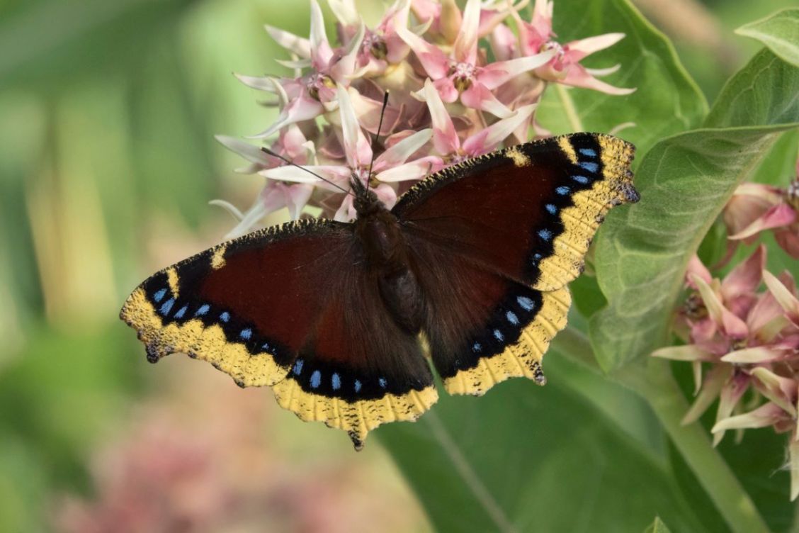 18 Types of Butterflies All Home Gardeners Should Know - Bob Vila