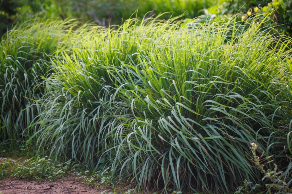 12 Snake-Repellent Plants That Can Pest-Proof Your Garden - Bob Vila