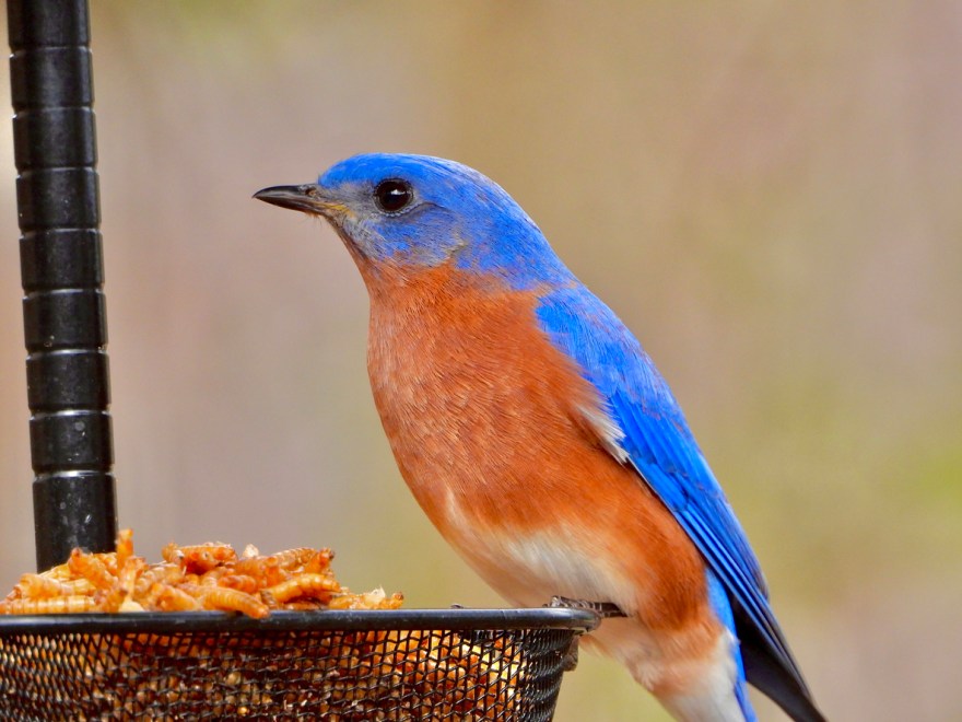 How to Attract Bluebirds to Your Yard: 12 Tips That Work - Bob Vila
