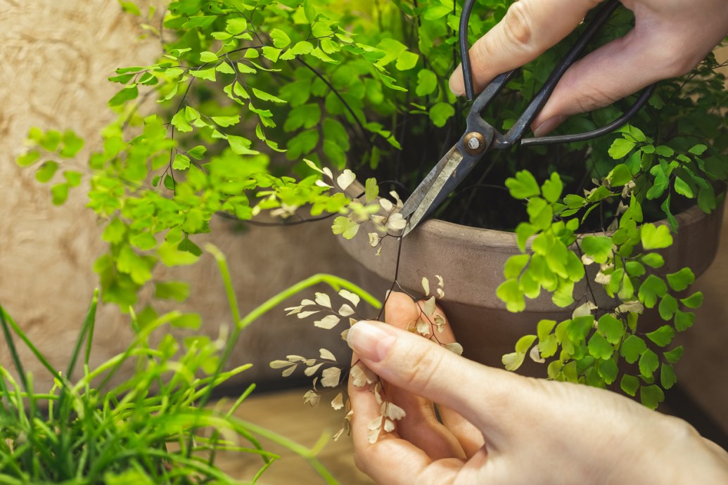 How To Take Care Of A Maidenhair Fern