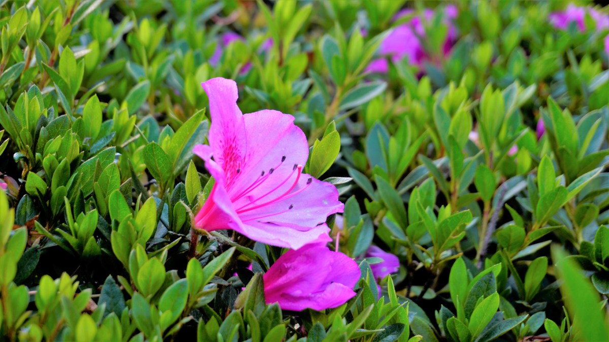 Azalea Care: How to Grow Azaleas in Your Home Garden - Bob Vila