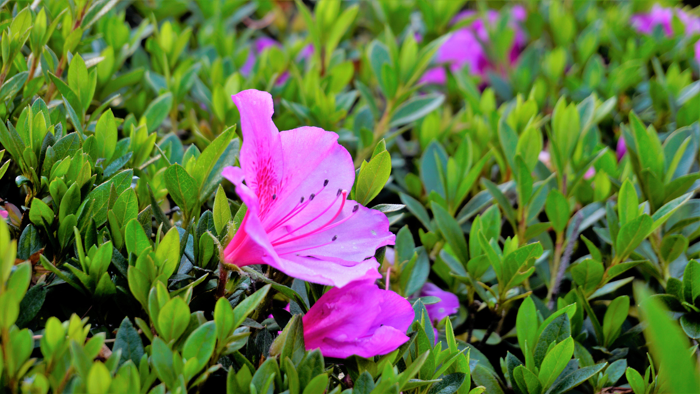 Azalea Care: How to Grow Azaleas in Your Home Garden - Bob Vila