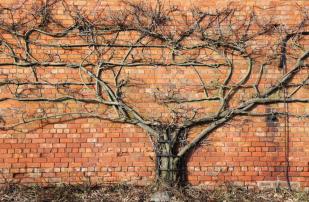 How to Grow Wisteria - Bob Vila