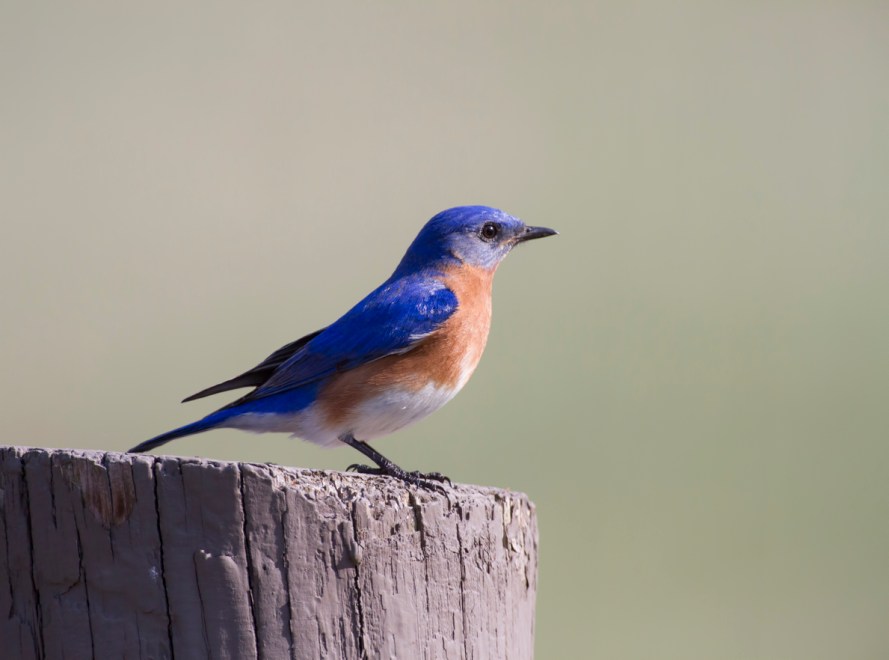 How to Attract Bluebirds to Your Yard: 12 Tips That Work - Bob Vila