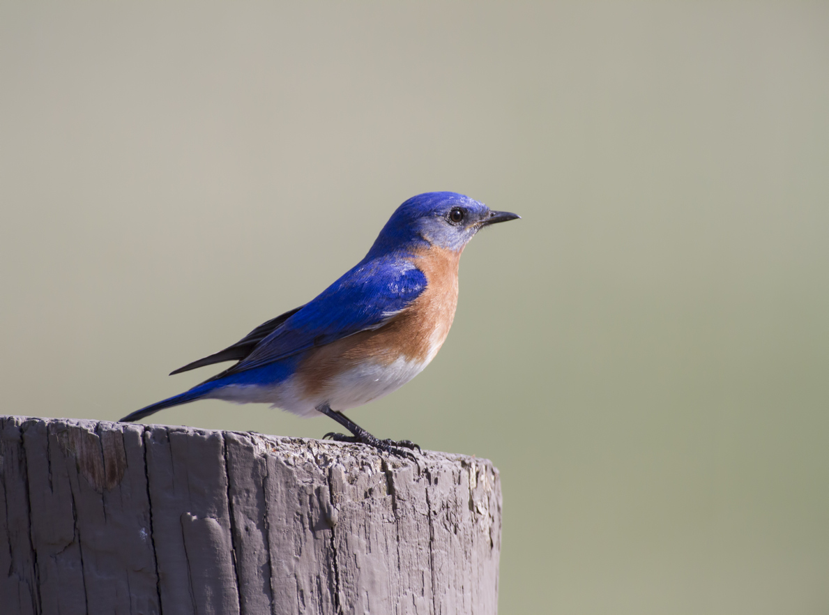 How to Attract Bluebirds to Your Yard: 12 Tips That Work - Bob Vila