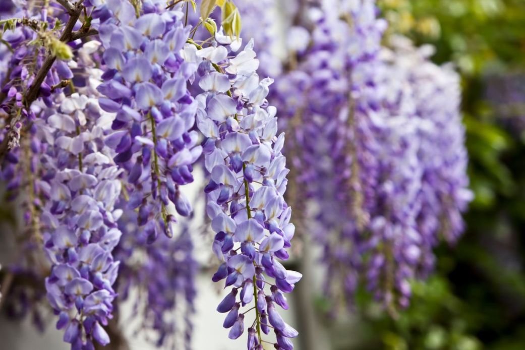 How to Grow Wisteria - Bob Vila