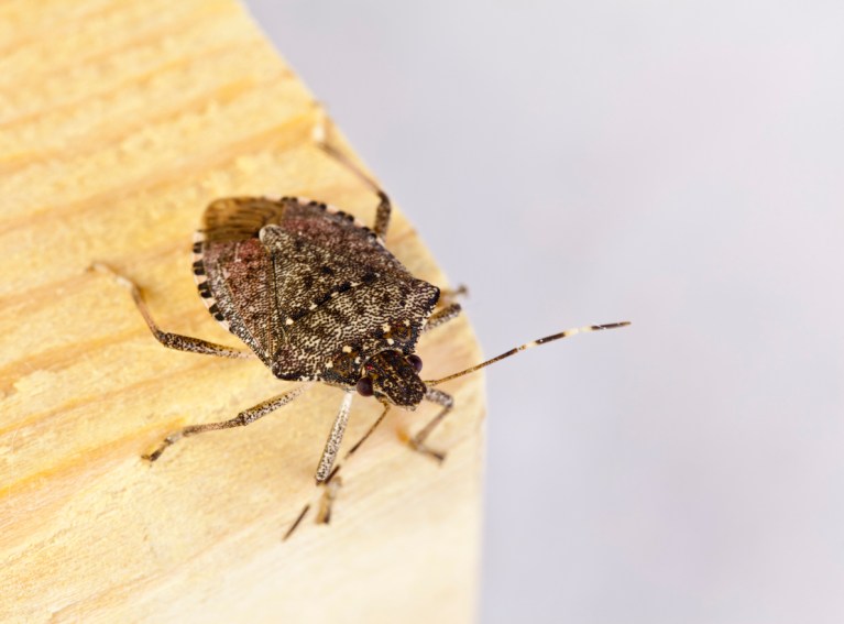 The Worst Invasive Insects In Every State And How To Deal With Them