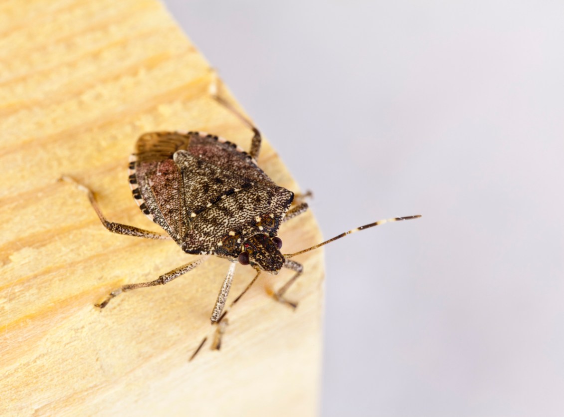 The Worst Invasive Insects in Every State—and How to Deal With Them