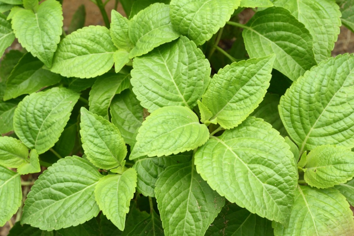 12 Snake-Repellent Plants That Can Pest-Proof Your Garden - Bob Vila