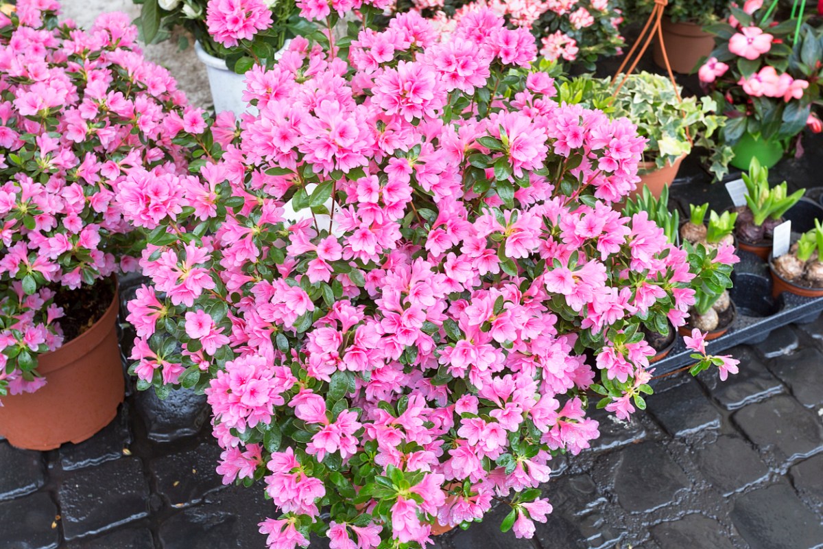 Azalea Care: How to Grow Azaleas in Your Home Garden - Bob Vila