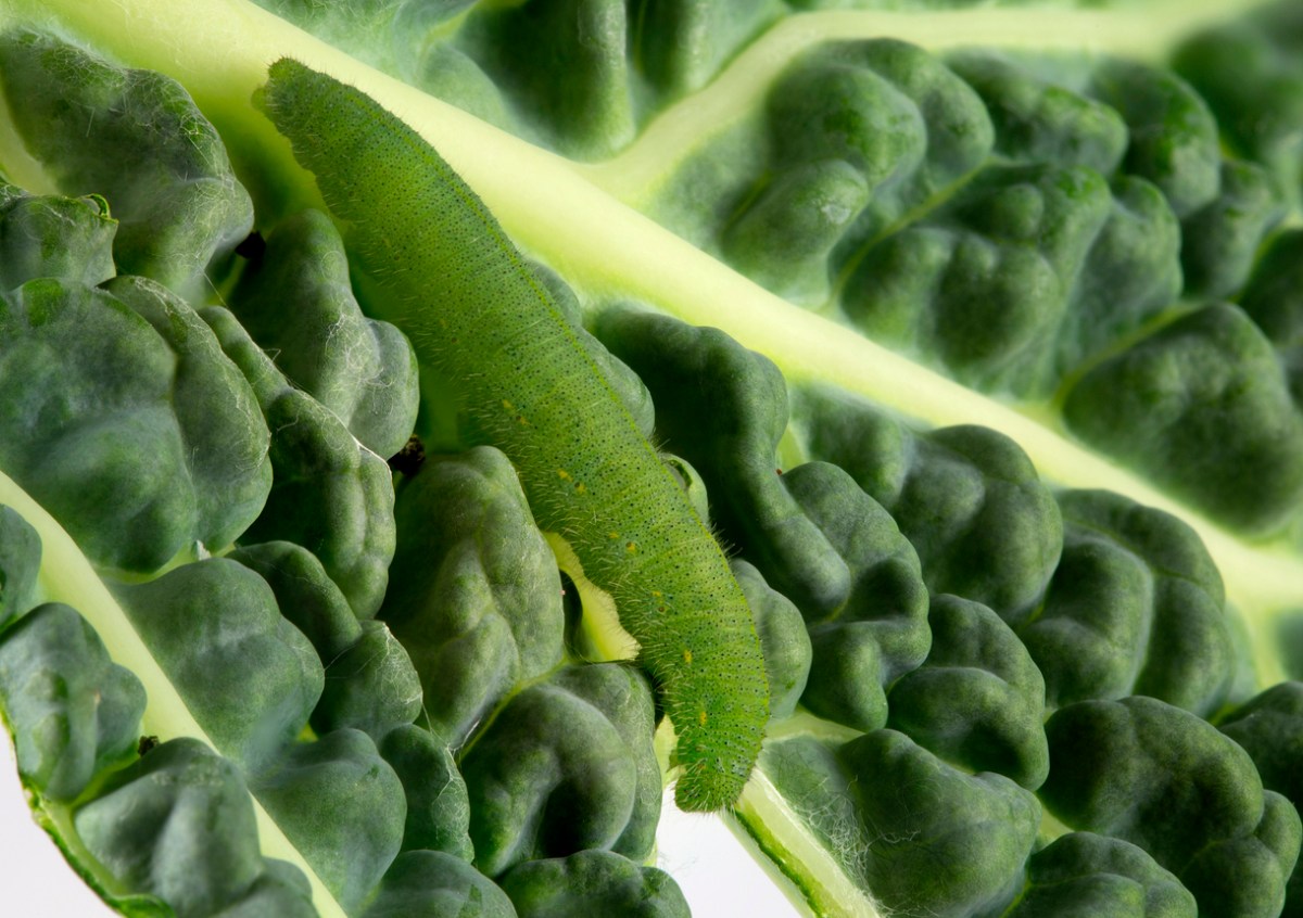 How to Get Rid of Cabbage Worms Naturally - Bob Vila