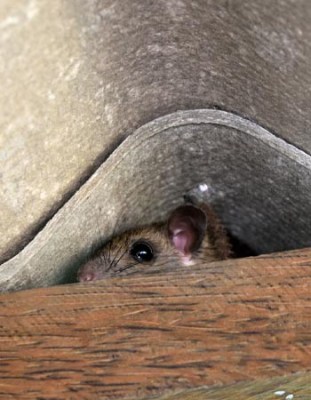 How to Get Rid of Roof Rats - Bob Vila