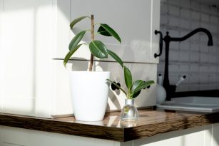Plant Propagation 101: 8 Easy Techniques for Beginners - Bob Vila
