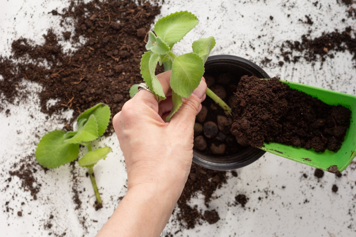 Plant Propagation 101: 8 Easy Techniques for Beginners - Bob Vila
